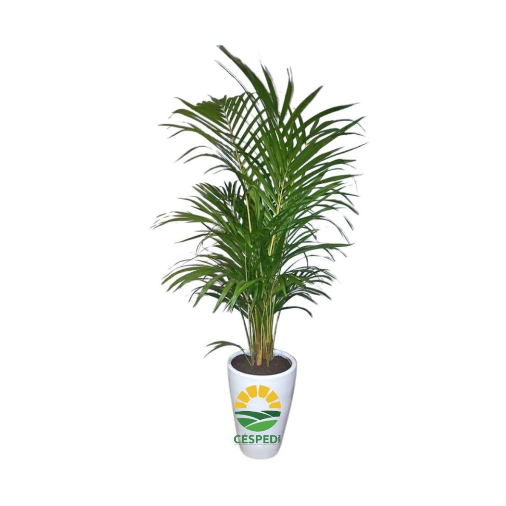 Planta Palmera Hawaiana - Cesped Perú, Grass Americano, Grass en Lima ...